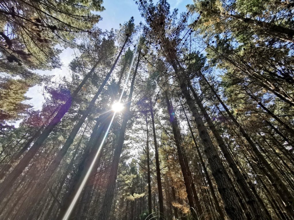 Photo: A walk through Waiuku Forest. – PEAK