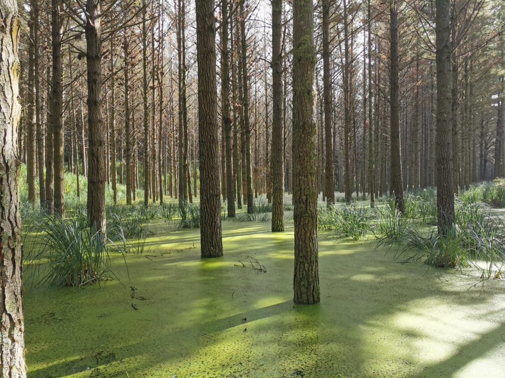 Photo: Hidden Lake of Waiuku Forest – PEAK